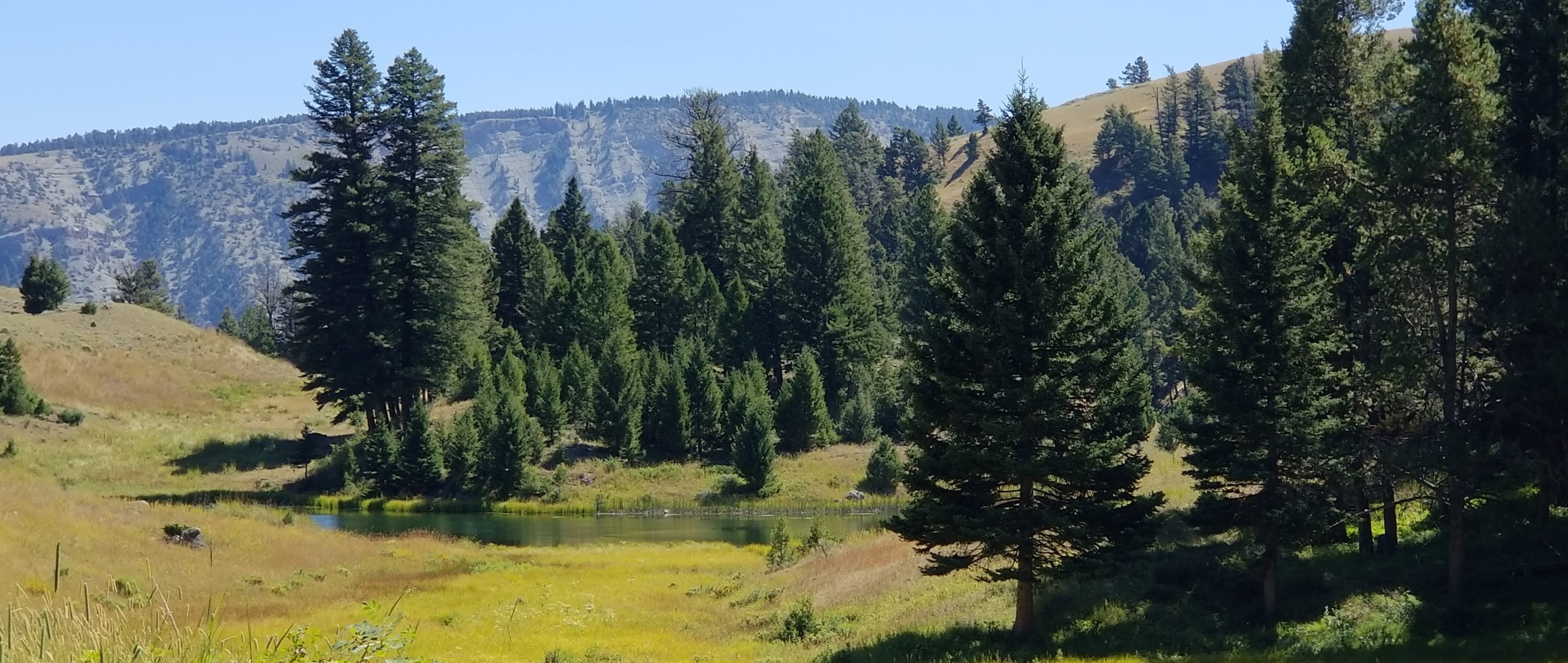 Beaver Ponds Trail in Yellowstone National Park