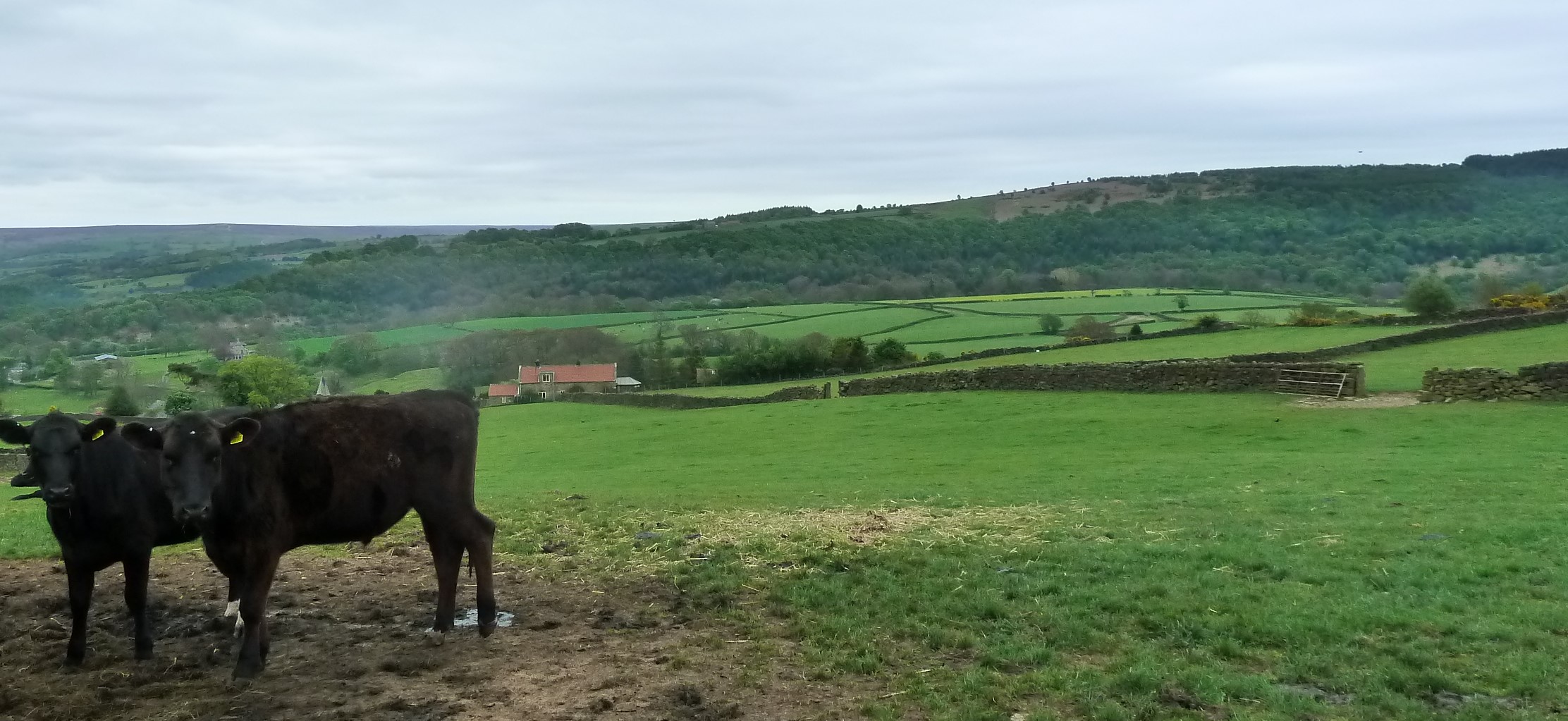 Day 15 Blakey Ridge to Glaisdale